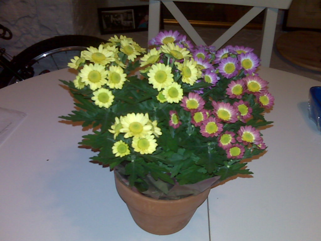 Meet my mums | Alison RosenAlison Rosen